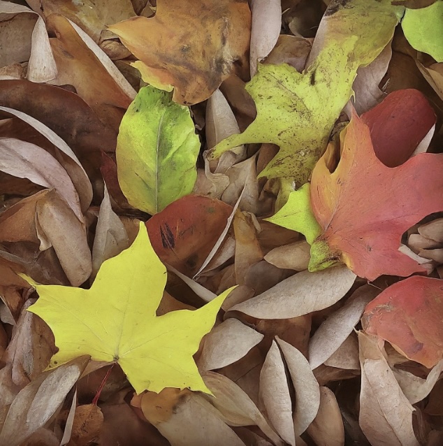 Daily green activity to start the year with healthy curiosity - Rover ...